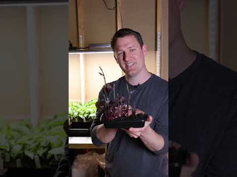 Use this method for faster sweet potato slips!