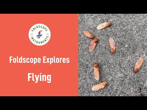 Foldscope Explores: Flying 🪽