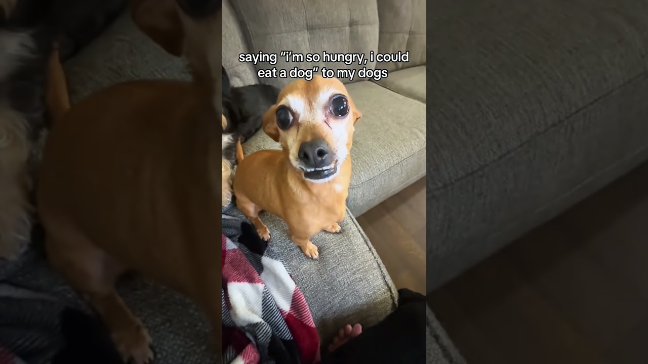 🐶:Bro, I’m a little angry 😠 #youtube #dog #funny #pets #foryou #fyp