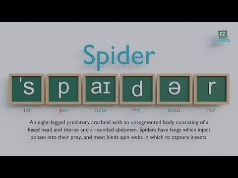 How to pronounce Spider ?