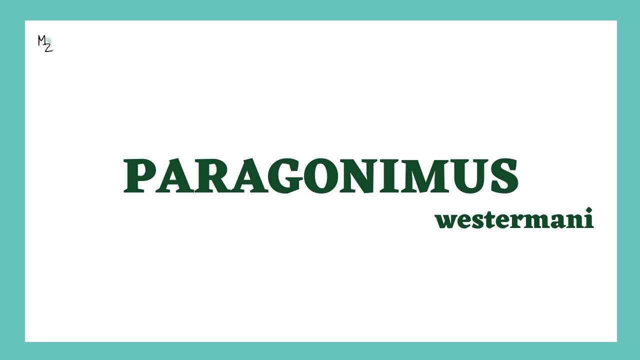Paragonimus westermani | Lung fluke | Paragonimiasis | Morphology, Life Cycle, Diagnosis & Treatment