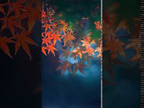 Beautiful autumn leaves Animated
