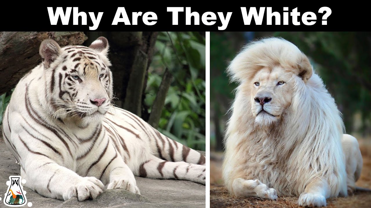 Why Are Some Lions And Tigers White?
