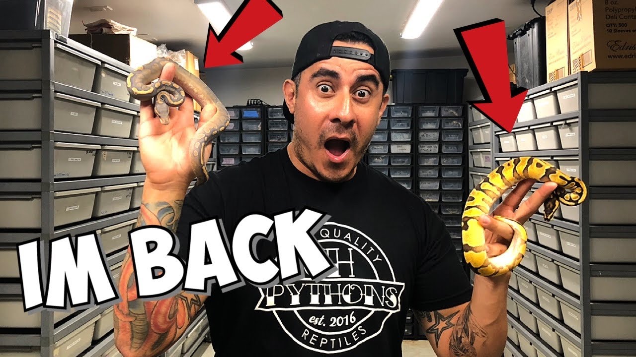 MY FAVORITE SNAKES OF 2019 