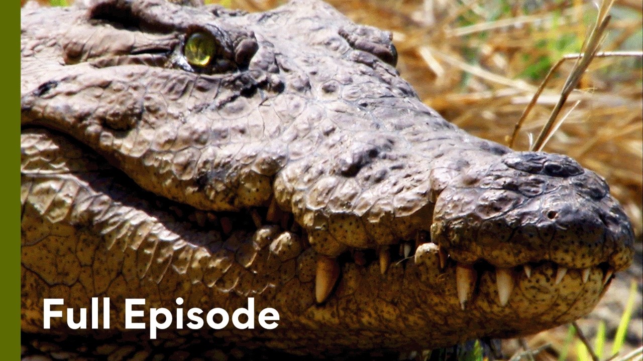 The Nile Crocodile’s Reign of Terror | The Dark Side of Crocs