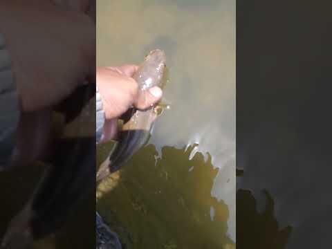 snakehead baby released #shot