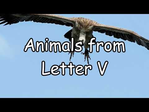 V Letter Animals