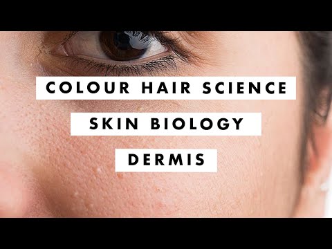 Colour Hair Science - Skin Biology - Dermis