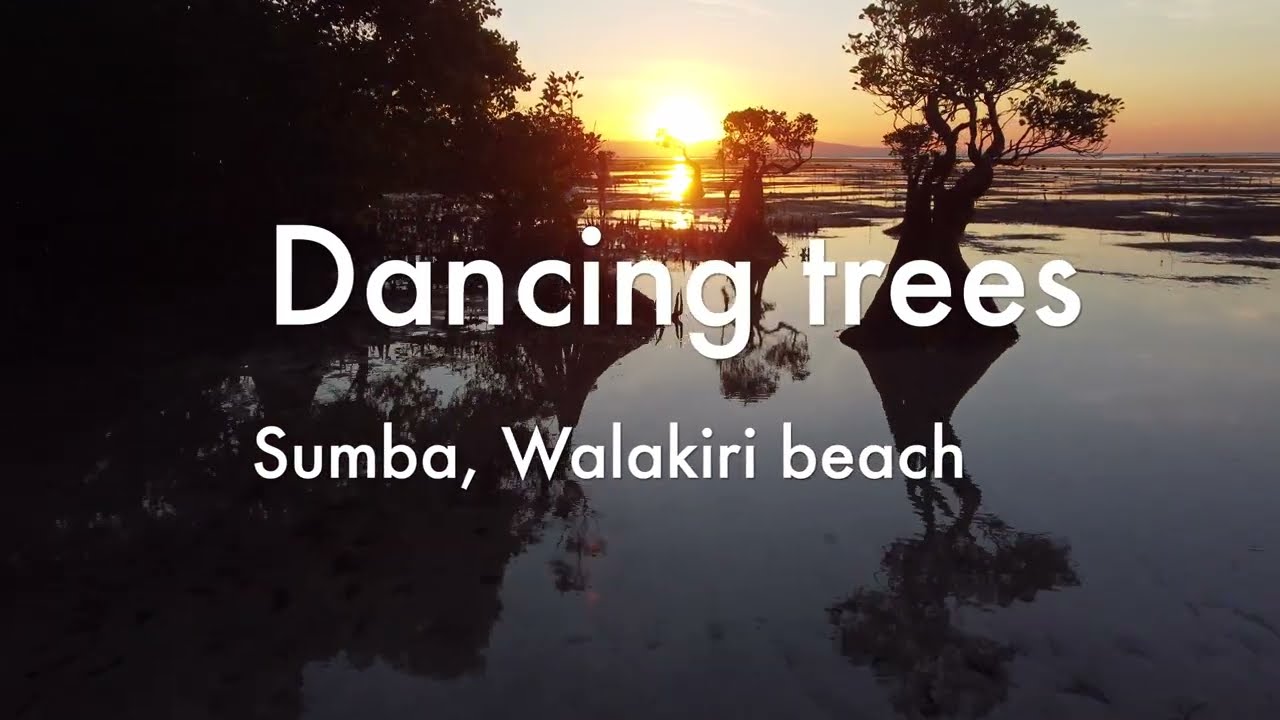 Dancing trees Indonesia - Walakiri beach - Sumba island, 2021- 4k drone