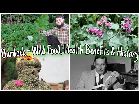 Burdock - Wild Food, Health Benefits, Identification & History (Foraging For Burdock Root)
