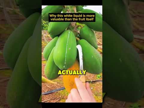 The Powerful Enzyme in Papaya | Benefits & Uses