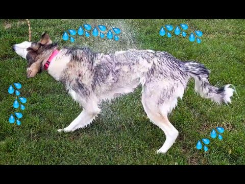 How to Wash a Malamute in Under 4 Minutes
