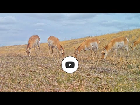The fastest land animal in North America