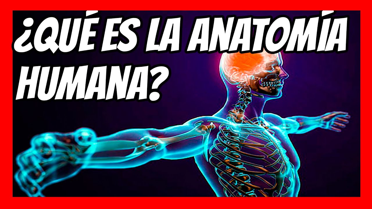 ✅ ¿Qué es la ANATOMÍA HUMANA? Explicada en 1 minuto | Resumen rápido y fácil