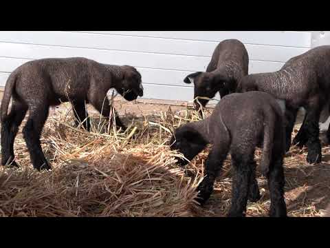 CTE - Explore our Programs - Agriculture, Animal Science