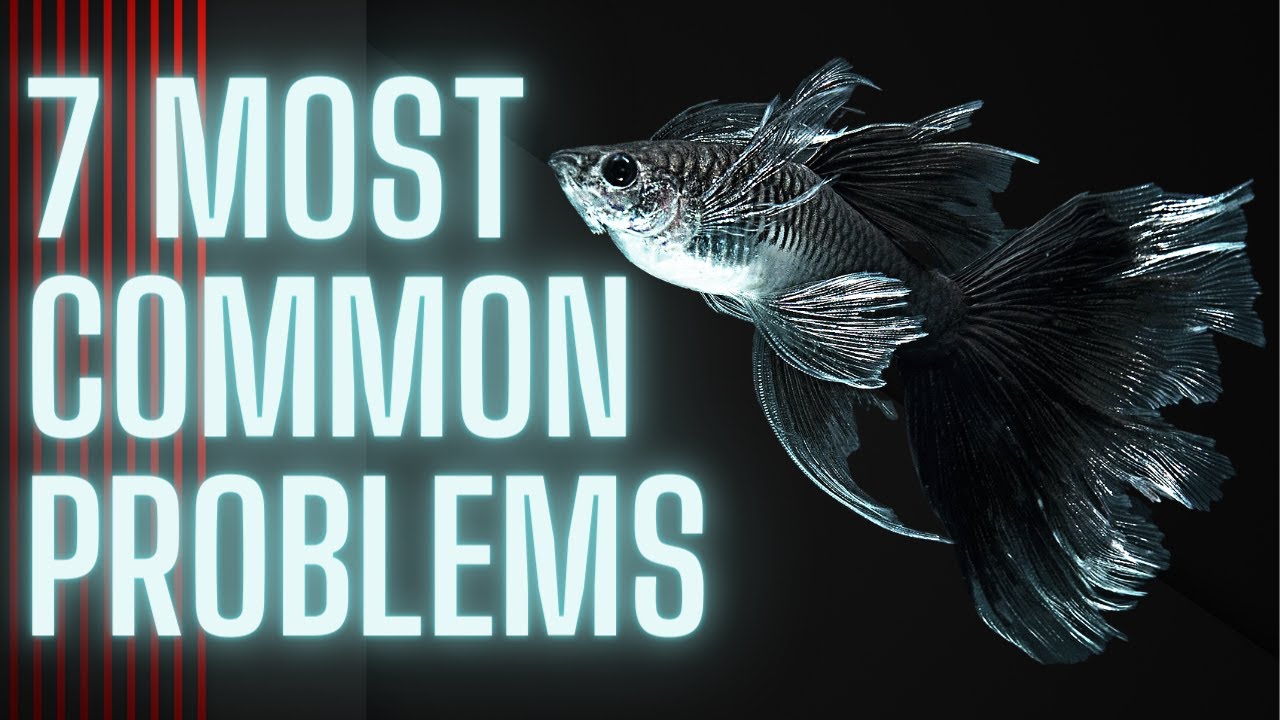 7 Most Common Problems with Keeping Guppies