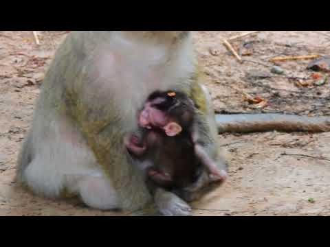 Poor Baby Monkey fell from a tall tree, Mother monkey is so careless. I Create the Original Video
