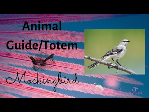 Mockingbird Animal Totem/Guide Meaning