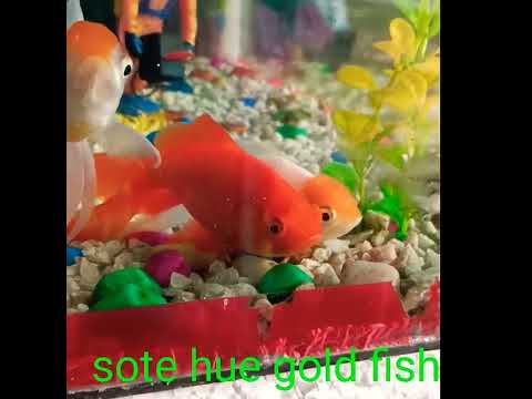 Gold fish at sleep