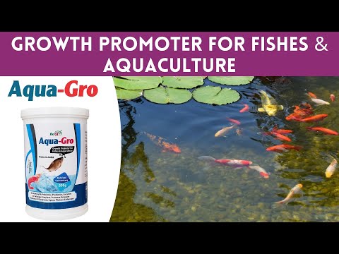 Fish Feed at Best Price in India
