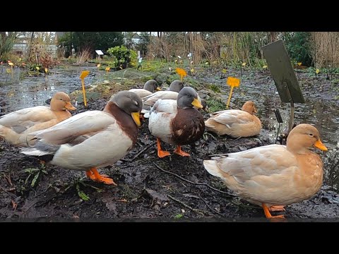 Dwarf Saxony Ducks