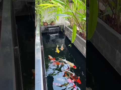 Kolam Koi MINIMALIS = GA BISA NANEM POHON ❌ BANYAK TANEMAN + RINDANG ✅