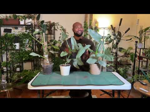 🌿 Philodendron Silver Sword Care Guide 🌿