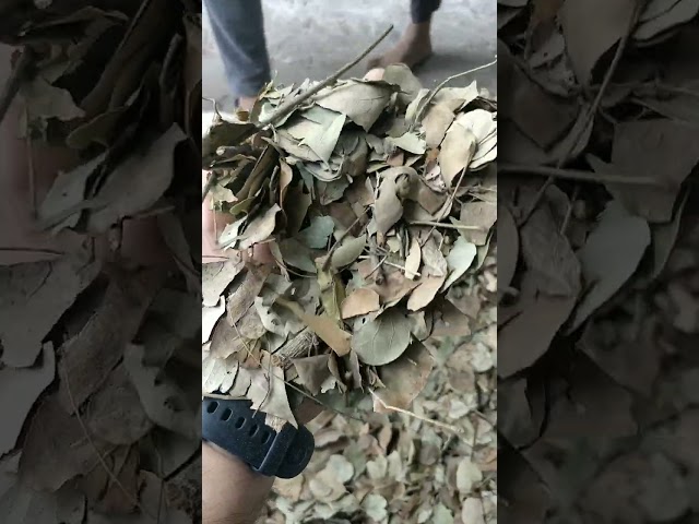 Herbal Leaves - Stevia Rebaudiana Leaves Manufacturer from Neemuch