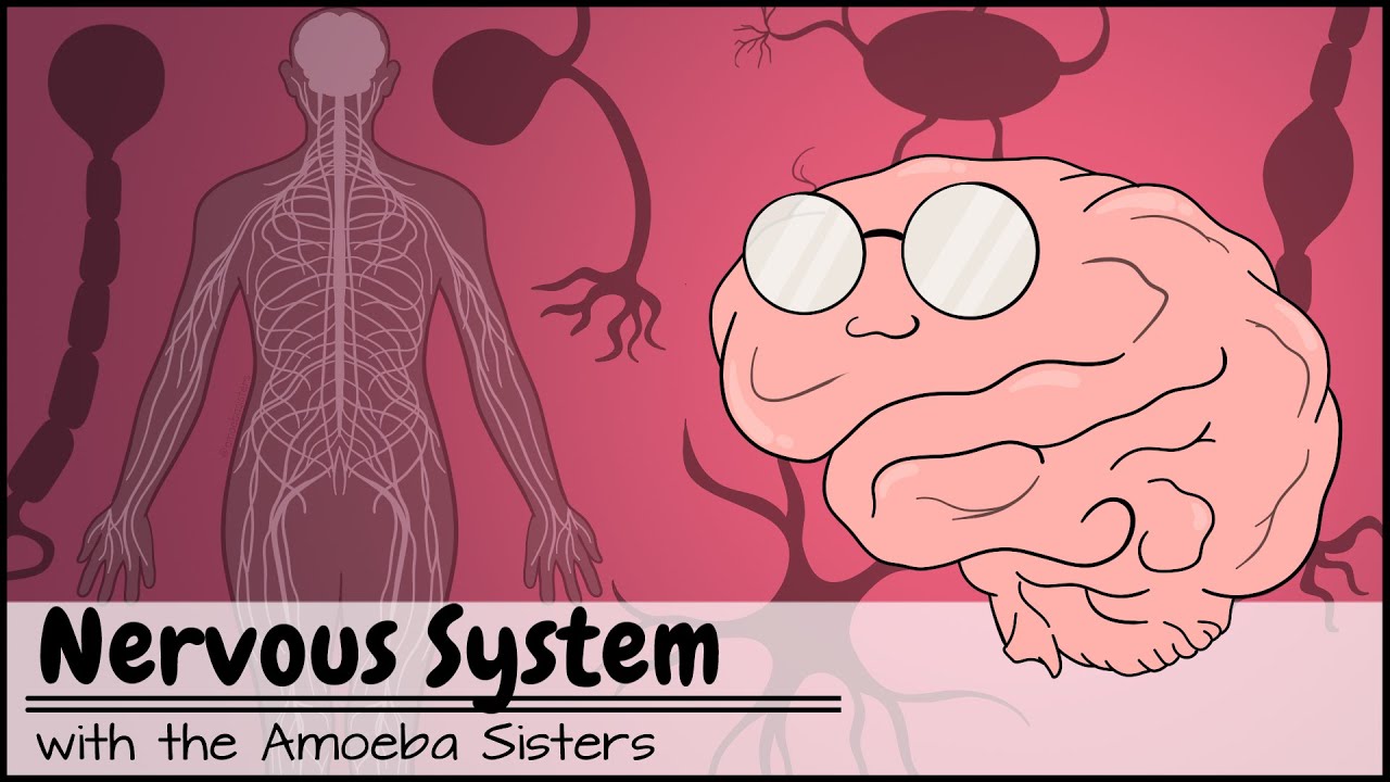 Exploring The Nervous System Structure Function And Cellular