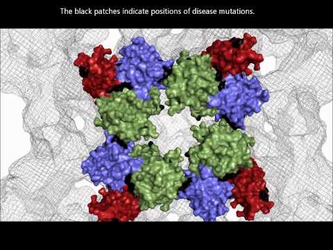 3D reconstruction of a crucial pathway that regulates heart beat