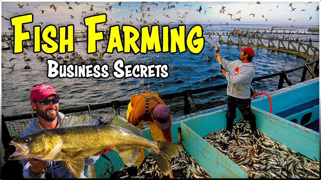 Master the Art of Fish Farming: The Complete Guide to Aquaculture Business 🐟🌿
