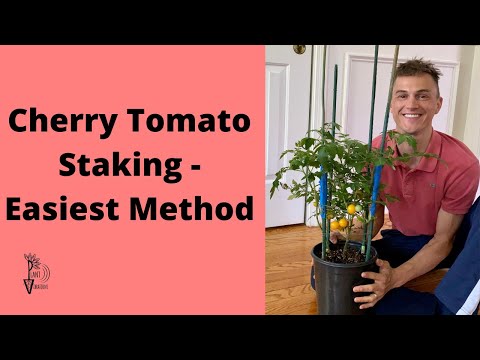 Easy CHERRY TOMATO STAKING for Container Plants