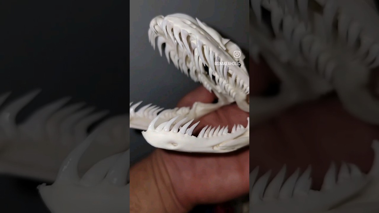 Burmese Python Skull