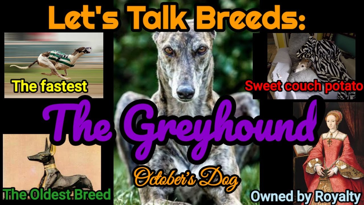 Let's Talk Breeds: The Greyhound (October 2020)