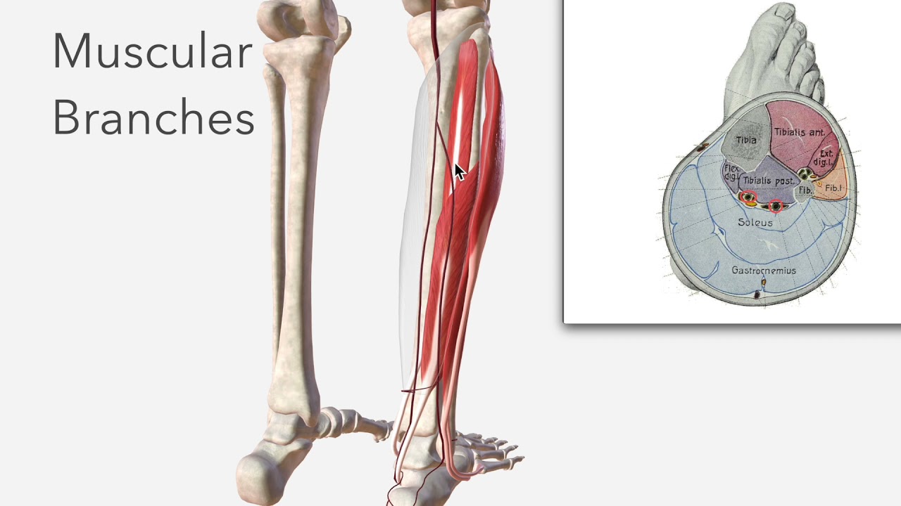 Fibular Artery - Anatomy, Branches & Relations