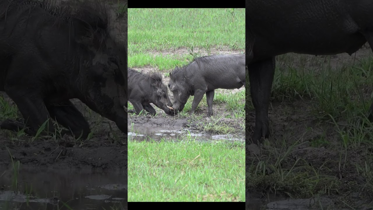 Warthogs  go tusk to tusk
