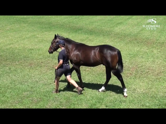 Bloodstock listing - ANOTHER VANCOUVER OR ASTERN? STALLION PROSPECT BY ...
