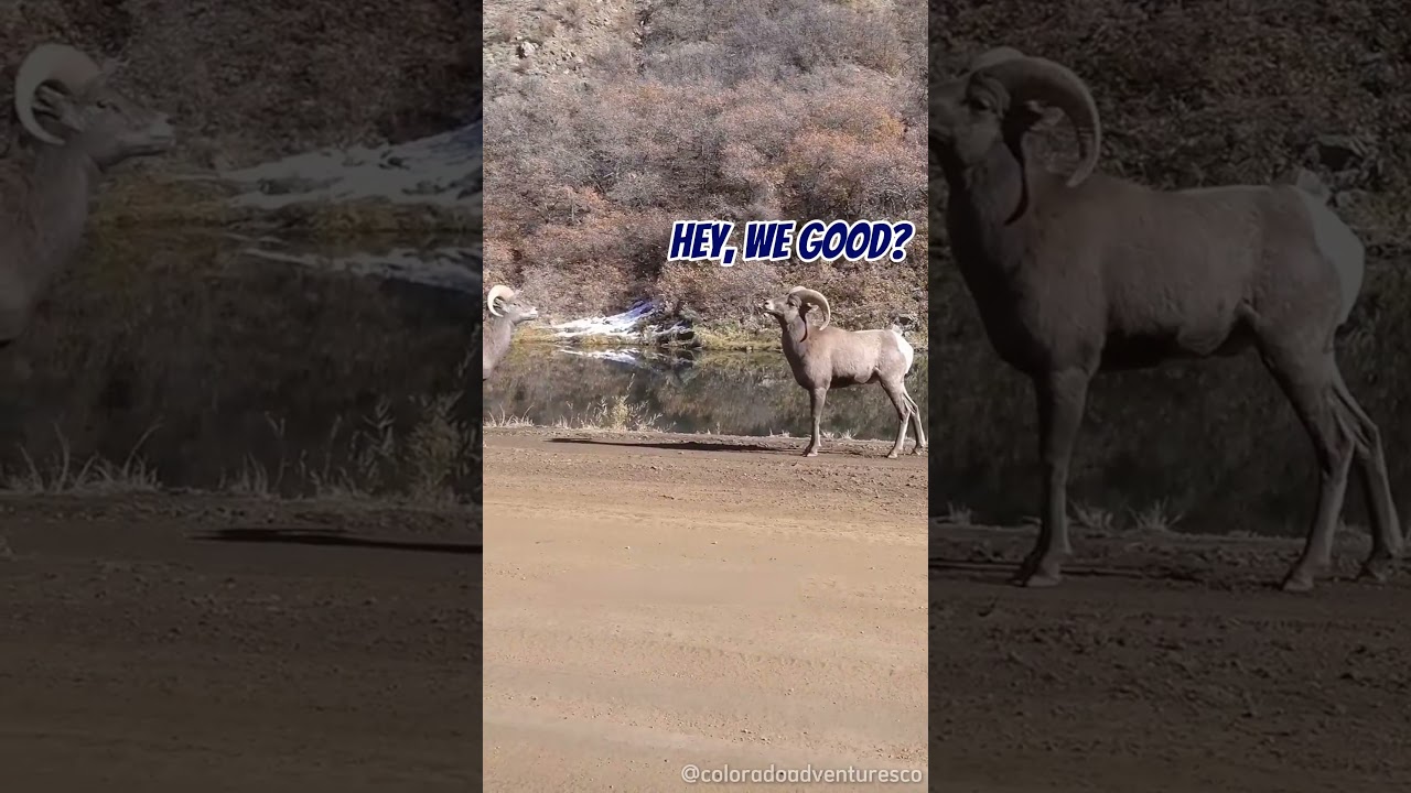 How do Mountain Goats Factory Reset? 🐐 (@ColoradoAdventuresCo)