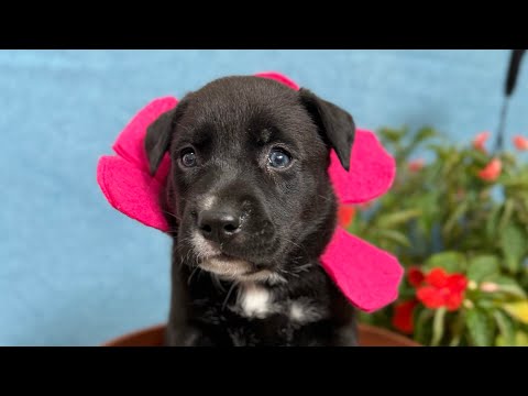 Dog for adoption - Daiquiri Matilda Is More Fun Than A Umbrella Drink ...