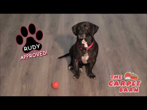 The Carpet Barn | WNC's Largest Carpet & Flooring Design Center