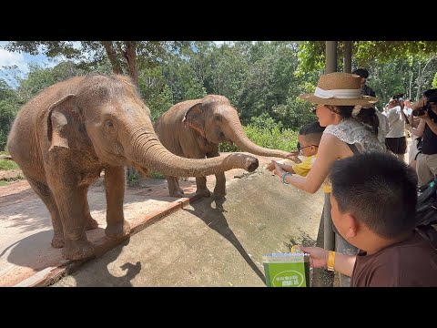 Elephant: Sunny day, more people, more snacks—perfect!