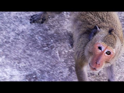 🐒 Something's Up with the Monkey's Eye! 🐒 #monkeylife #Wildlife
