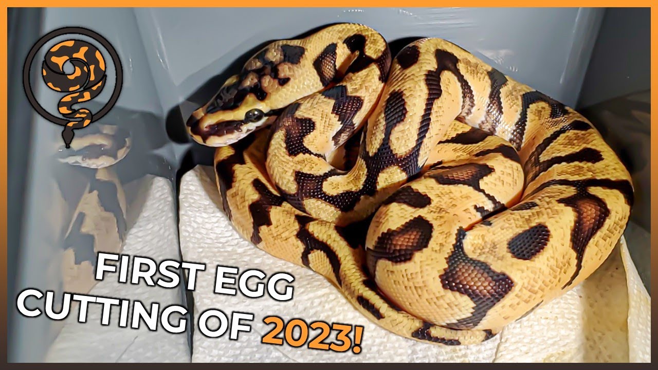 AMAZING Super Enchi Pastel Het CLOWNS in our First Ball Python Egg Cutting of 2023