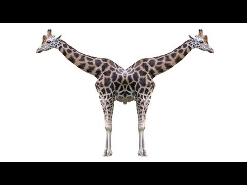 Mirror Effect - GIMP 2.8 Tutorial Video Lecture - A GIMP 2.8 Tutorial ...