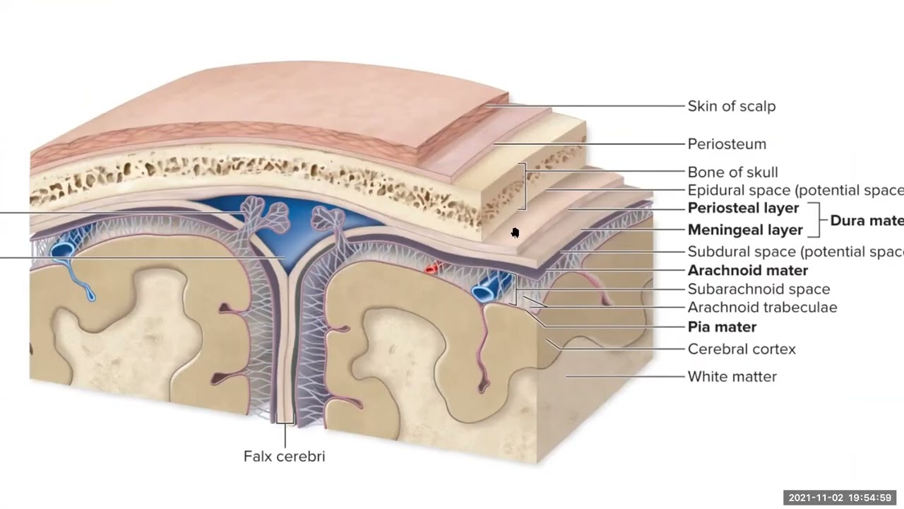 BIO 210 Lab Chapter 13 The Brain Part 1