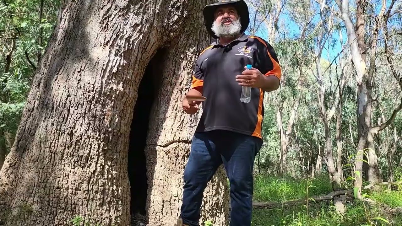 The hidden Scar Trees of Wangaratta