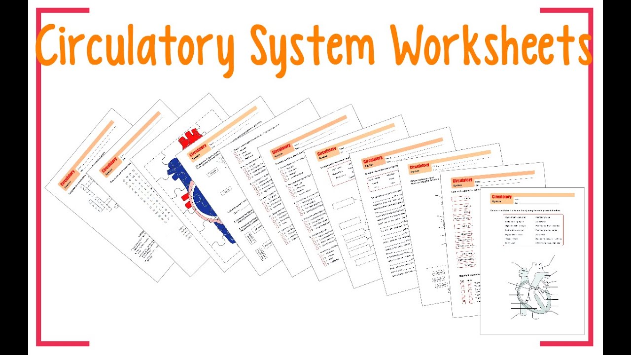 Worksheets Circulatory System