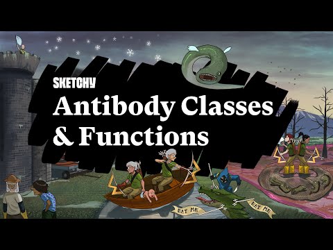Antibody Classes & Their Functions in Immunity (Part 1) | Sketchy Medical | USMLE Step 1