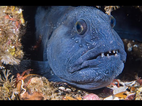 updated fisch macro tutorial