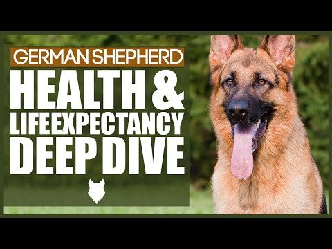 GERMAN SHEPHERD HEALTH AND LIFE EXPECTANCY